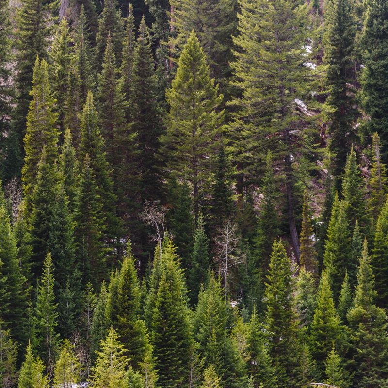 Trees - Definition, Examples, Details, and Why They Matter – Natura Nation